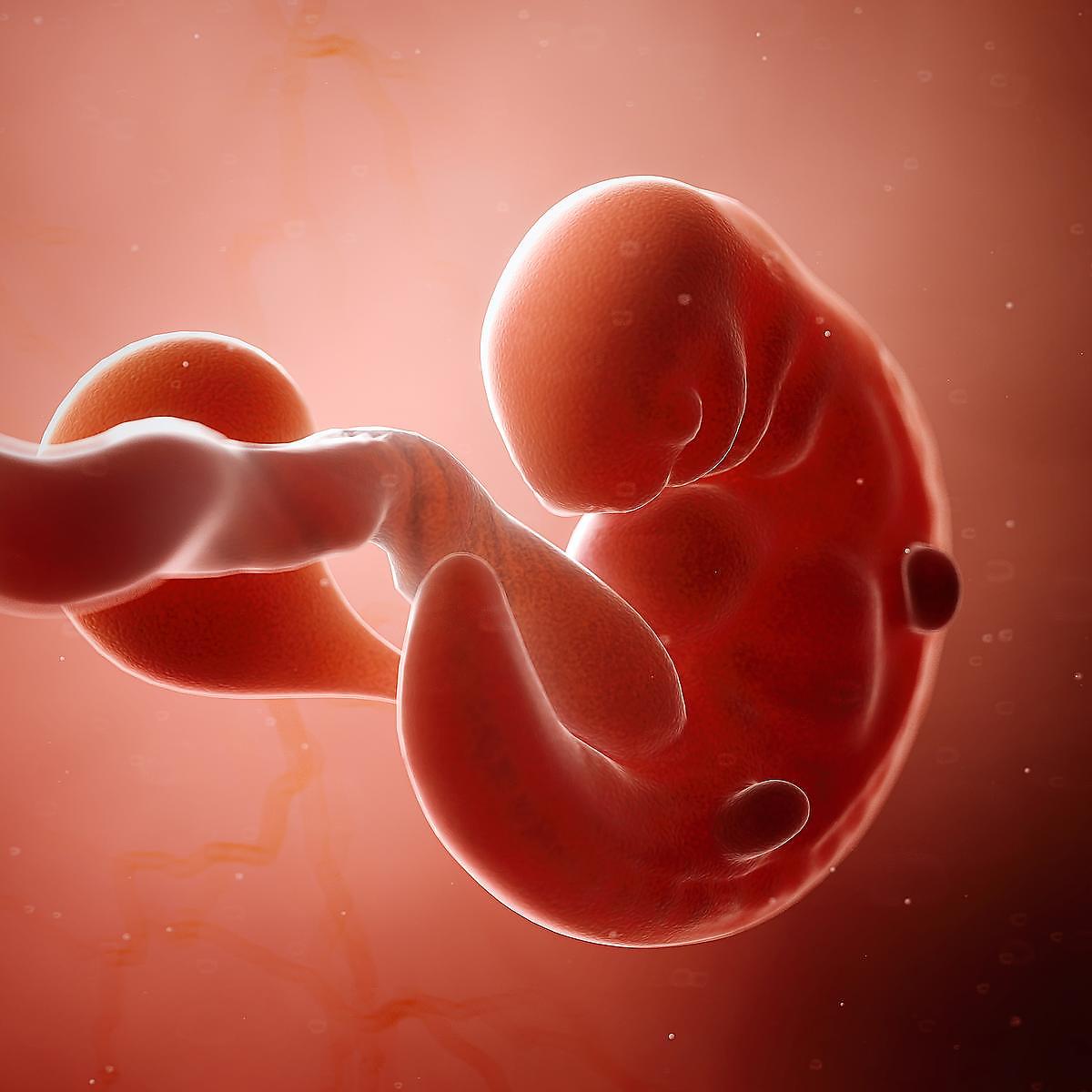 Fetal Development Gallery See How Your Baby Grows From Pregnancy Week
