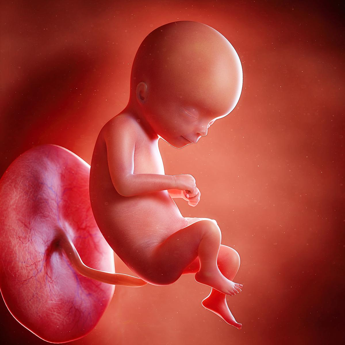 Pregnancy Week 16 Fetal Development Pregnancy Glow Weight Gain