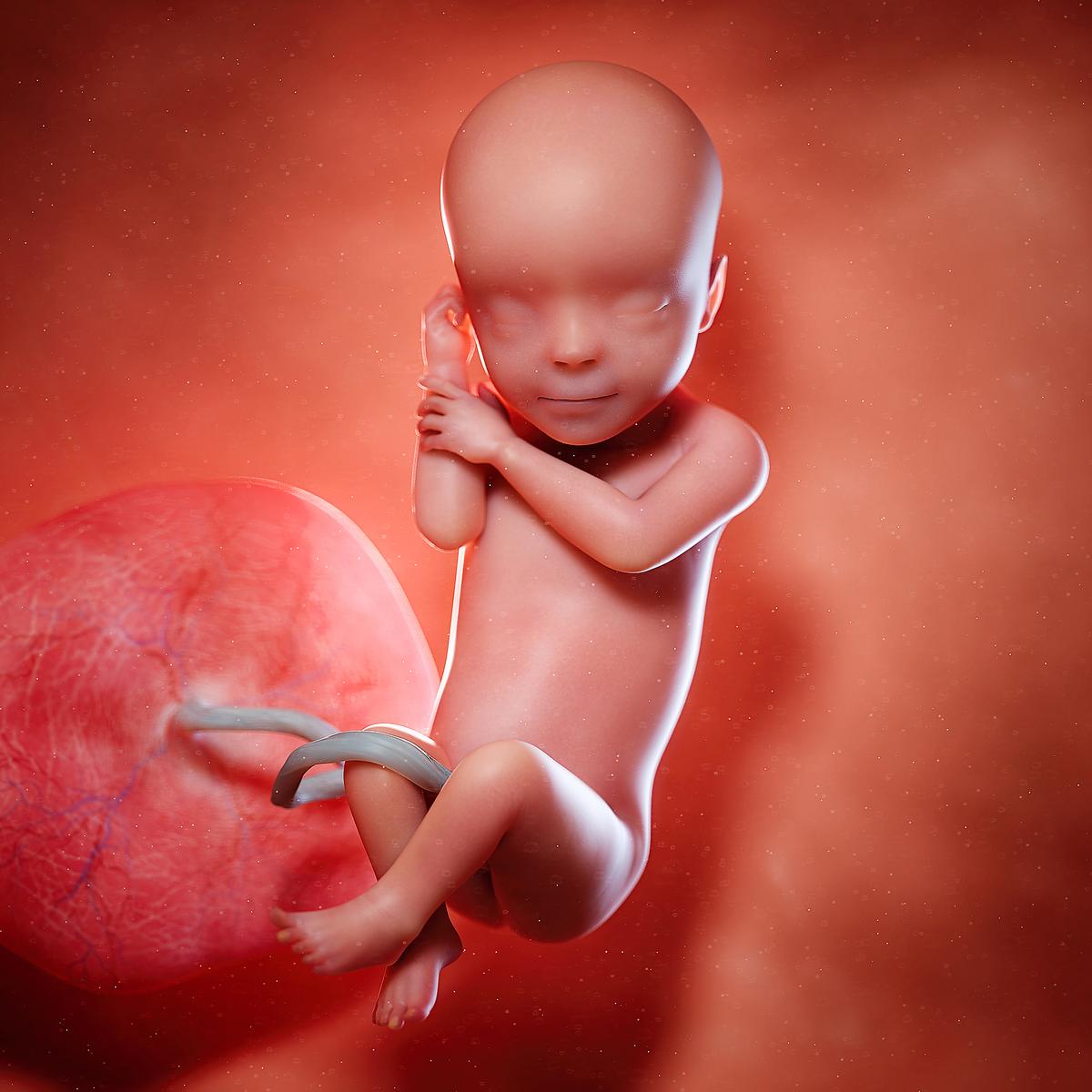 Pregnancy Week 30 Fetal Development Common Labor Fears Cord Blood