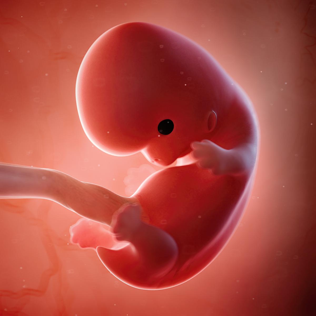 8 Weeks Baby Development In Womb Explained Owjwo